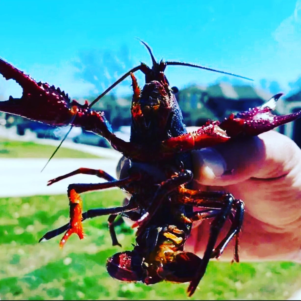 30-33lb Sack of Live Crawfish - Washed & Graded | The Crawfish Dude